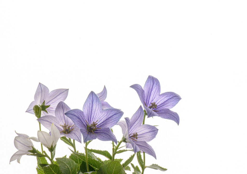 FLOWER TRANSFORMATION - TOSHI Ogasawara PHOTOGRAPHS