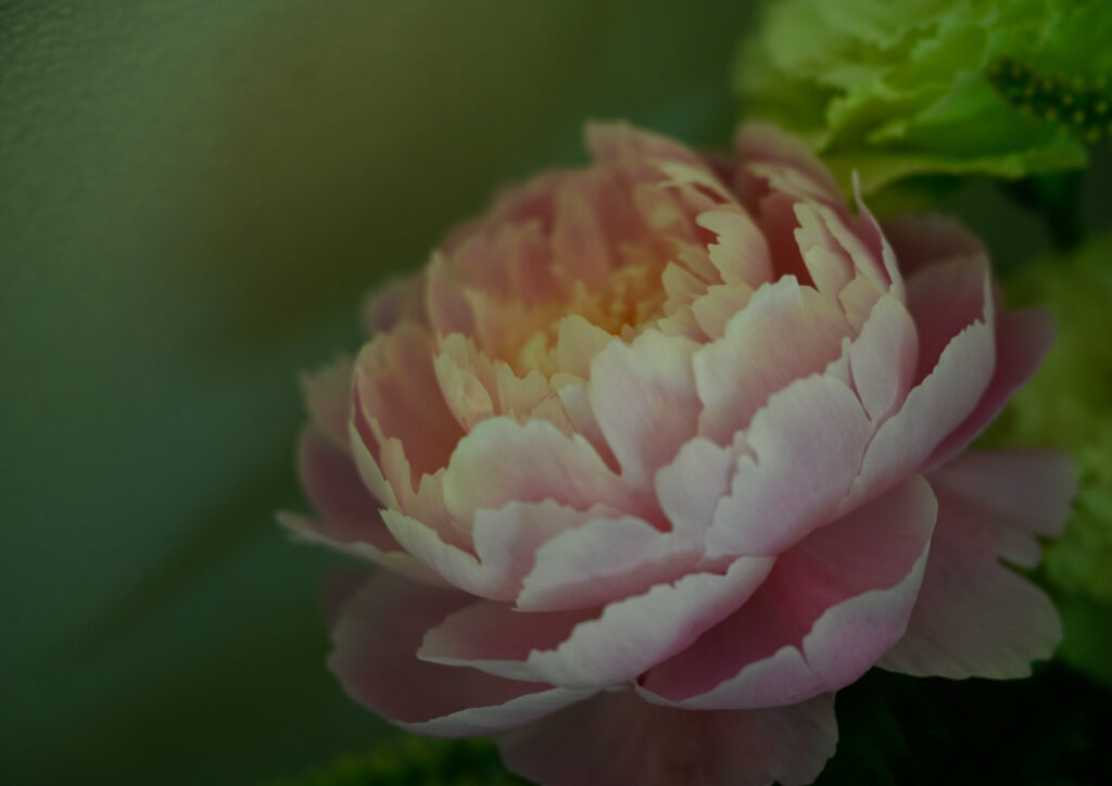 FLOWER TRANSFORMATION - TOSHI Ogasawara PHOTOGRAPHS