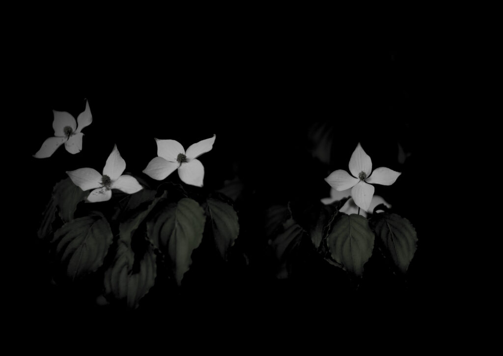 FLOWER TRANSFORMATION - TOSHI Ogasawara PHOTOGRAPHS