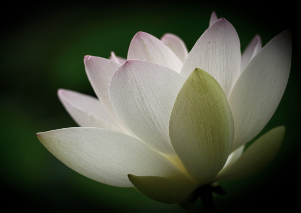 FLOWER TRANSFORMATION - TOSHI Ogasawara PHOTOGRAPHS
