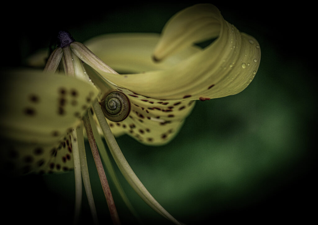 FLOWER TRANSFORMATION - TOSHI Ogasawara PHOTOGRAPHS